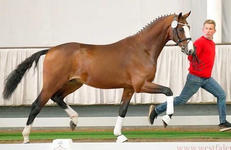 Hengst von Global Player X Clintino Profil (Hengst) mit 16 Videos - *2020