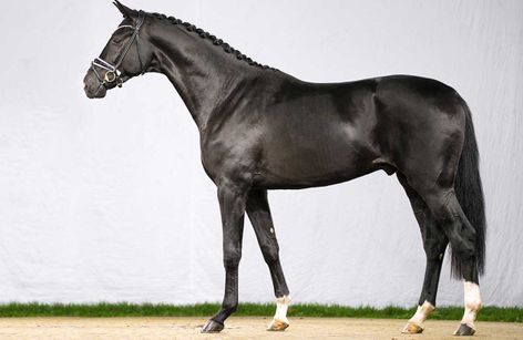 van Vermeer Profil (Hengst) mit 15 Videos - *2020