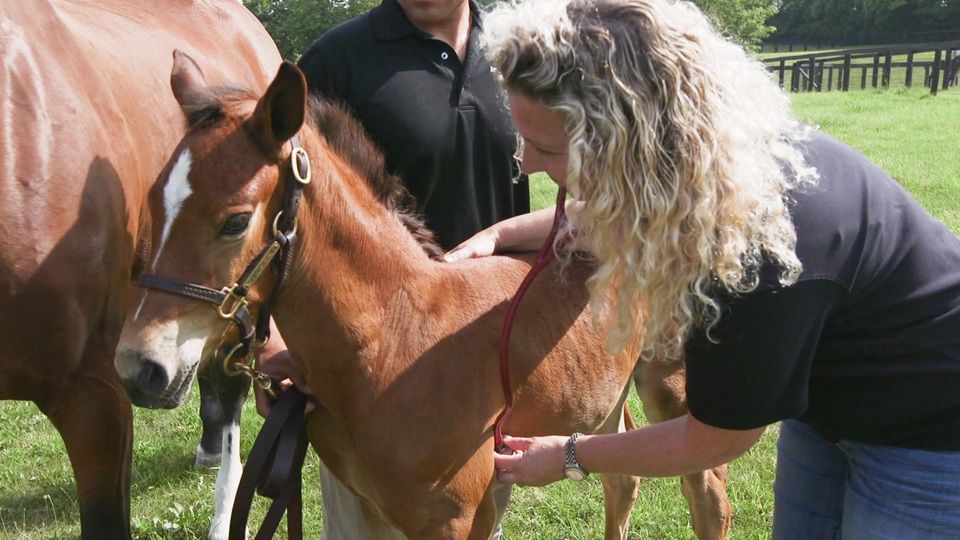 CMH.TV - Academy - Breeding 101 with Lisa Lourie