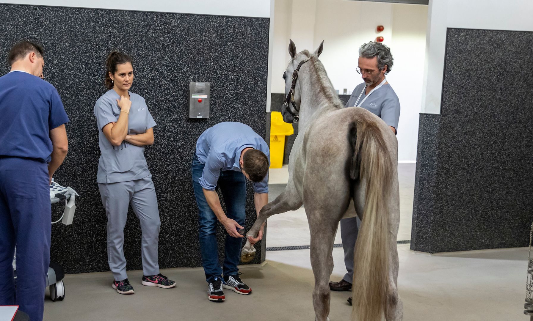 Florida Gelding Tests Positive for Strangles