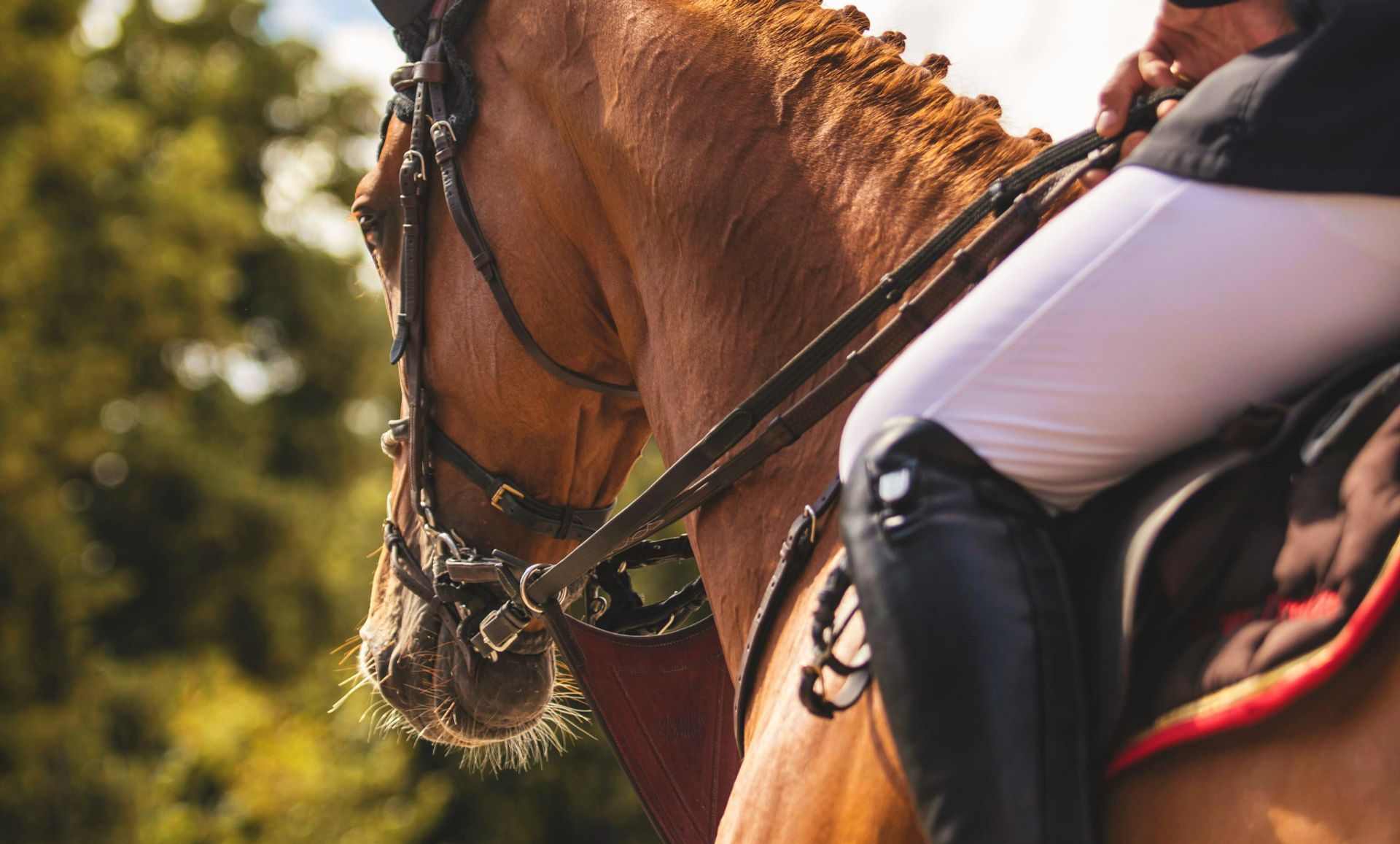 The Magic of Autumn in the Equestrian World