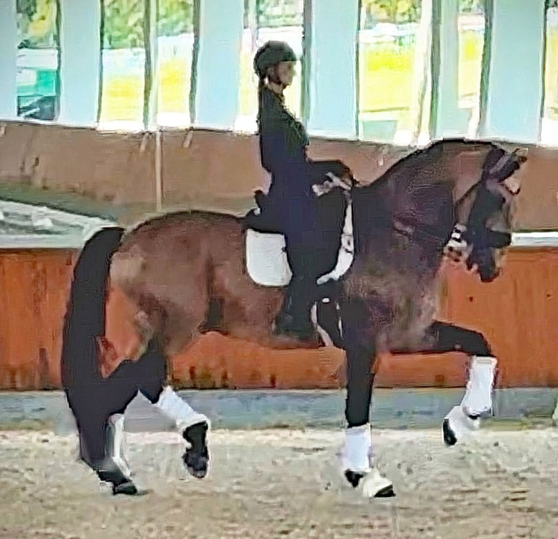 Lider Seven, Lusitano Stallion to be Competed by Laura Graves, Reported ...