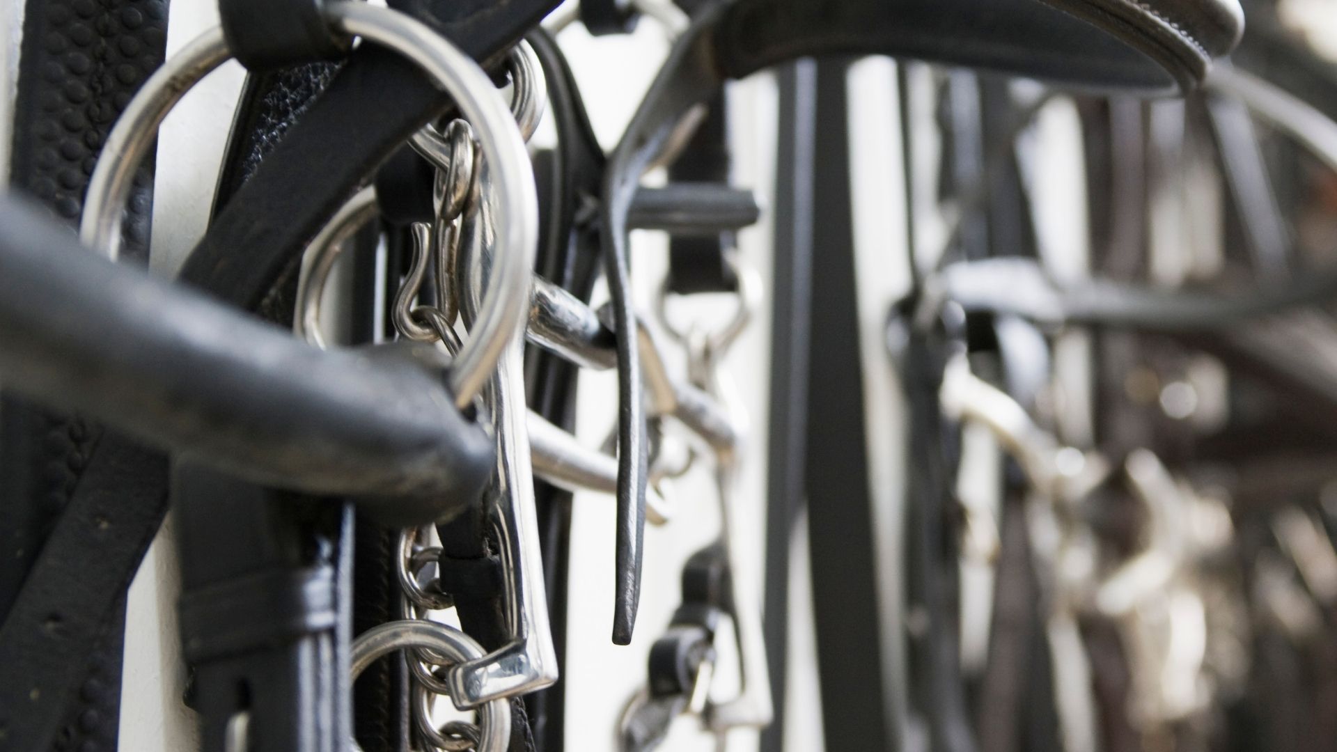 Snaffle or double bridle - FEI allows freedom of choice