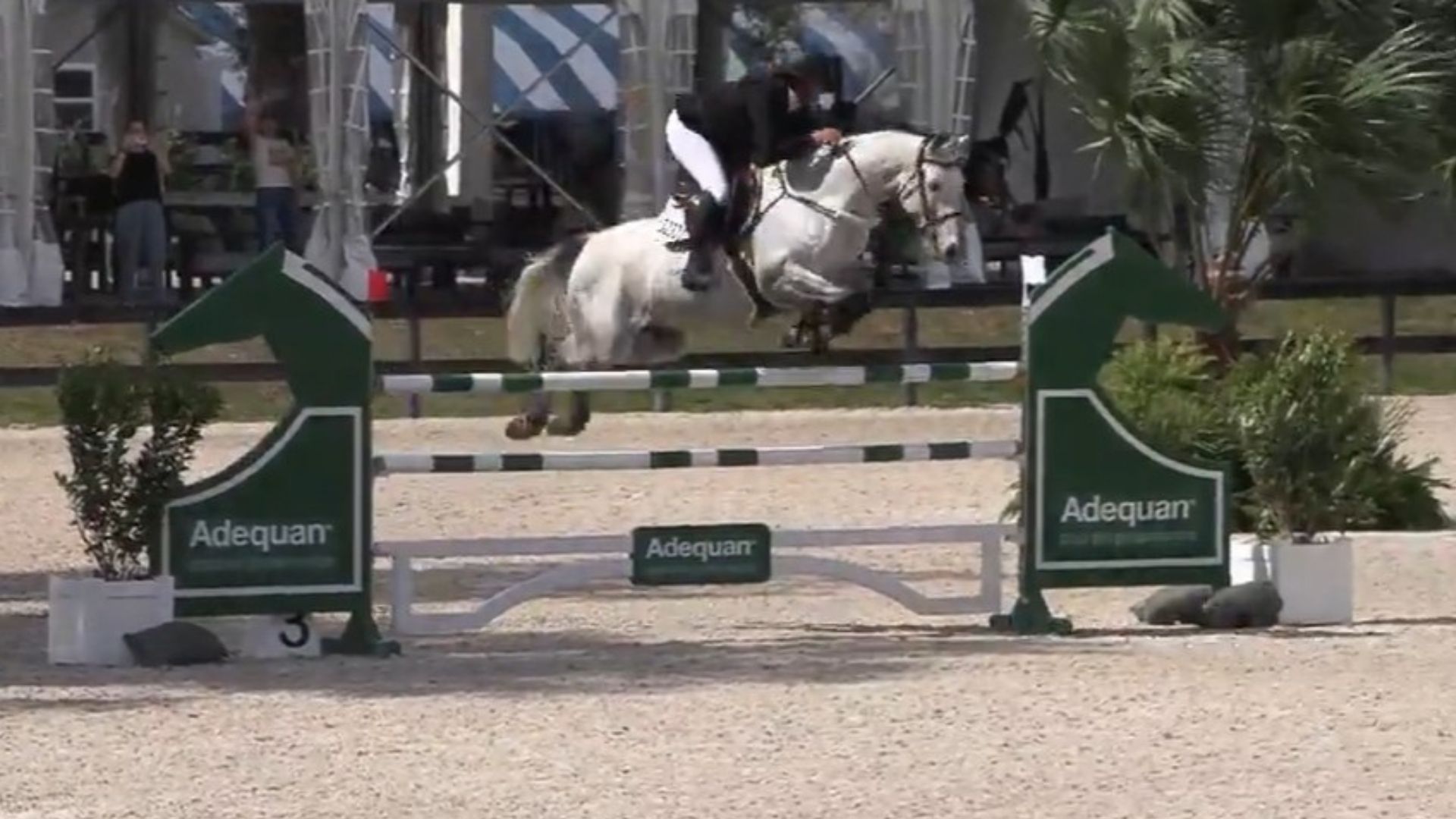 Lisa Goldman-Smolen Brought Her A-Game with Solomon B