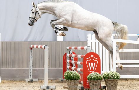 Baggio White (Hengst) Profil mit allen Infos zum Pferd