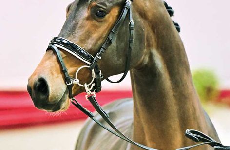 Uricon (Hengst) Profil mit allen Infos zum Pferd