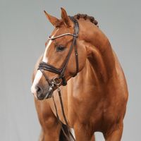 Dynamic Dream / Johnson profiel (Hengst) met 15 videos - *2022