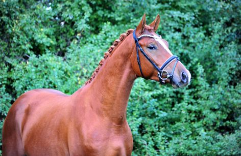 Superb Star (Hengst) Profil mit allen Infos zum Pferd
