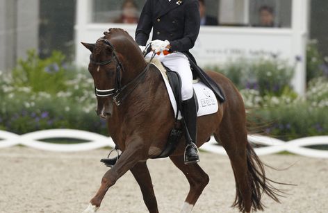 Exquis Vivaldi profile (Stallion) with 18 videos – *2002