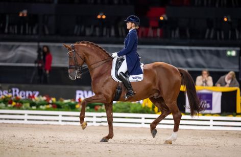 Cennin profile (Stallion) with 110 videos – *2007