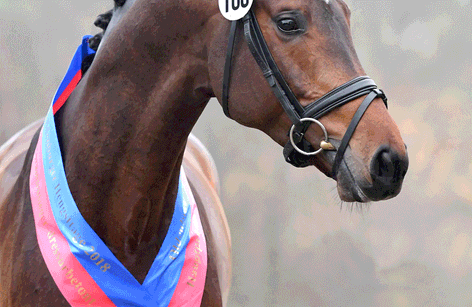 Blue Hors Zackerey profiel (Hengst) met 41 videos - *2014