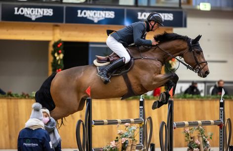 OAK GROVE'S CARLYLE (Wallach) Profil mit allen Infos zum Pferd