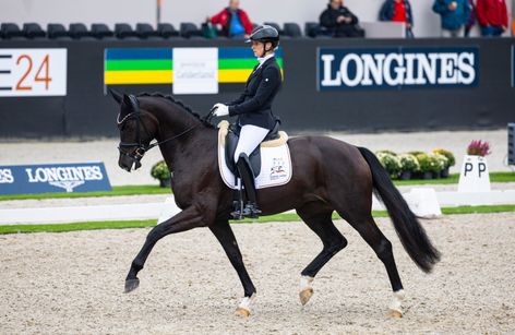 Fille d'or (Stute) Profil mit allen Infos zum Pferd