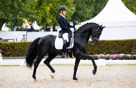 Zonik Plus profile (Stallion) with 127 videos – *2016