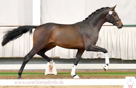 Sir Hamilton (Hengst) Profil mit allen Infos zum Pferd