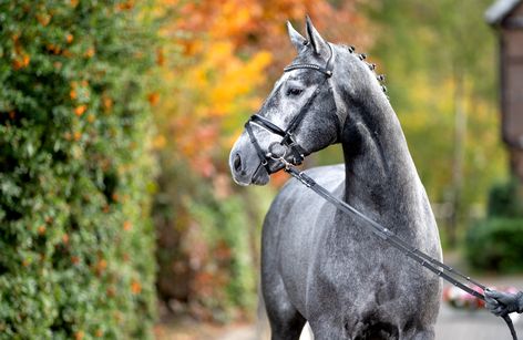 Junghengst von Hickstead White/Colbert GTI Profil (Hengst) mit 4 Videos ...