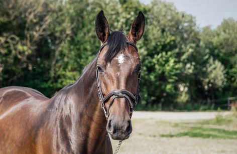 Profil konia I'm a Special Lady, (klacz), ilość filmów: 85 – *2013