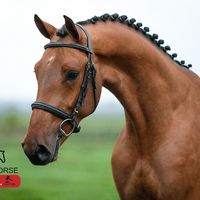 PINK FLOYD V&V profile (Stallion) with 5 videos – *2020