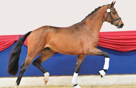 Bon Bolero OLD (Hengst) Profil mit allen Infos zum Pferd