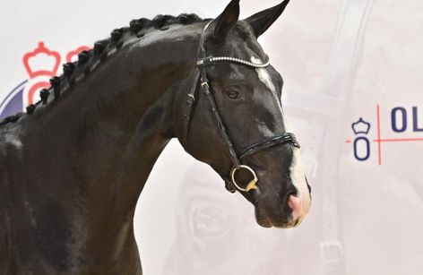Tobaro profile (Stallion) with 22 videos – *2020