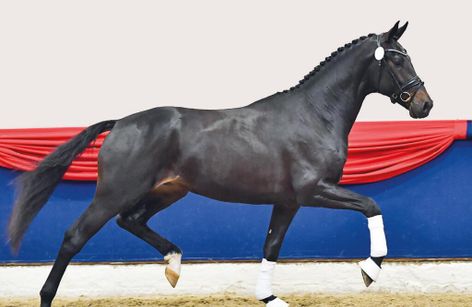 Junghengst von Le Formidable/De Niro Profil (Hengst) mit 7 Videos - *2020