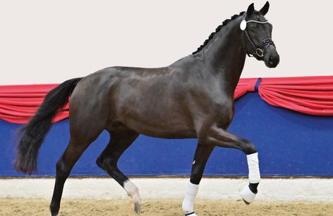 Parero profiel (Hengst) met 29 videos - *2020