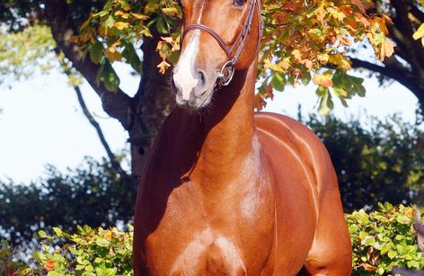 Lamaze TN profile (Stallion) with 59 videos – *2016