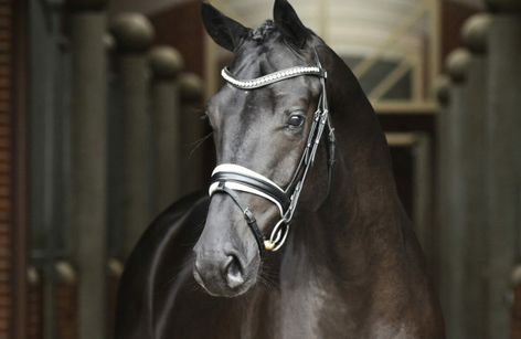 Blue Hors Glamourville profile (Stallion) with 13 videos – *2020