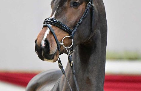 Hengst V. Cornet's Balou - Chellano Z (Hengst) Profil mit allen Infos ...