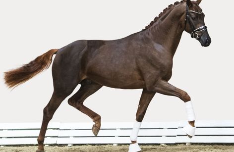 Hengst von Bon Courage X Quaterback (Hengst) Profil mit allen Infos zum ...