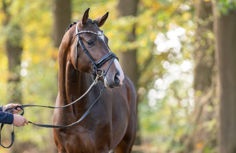 Hengst von For Planet/Lucky Champ (Hengst) Profil mit allen Infos zum Pferd