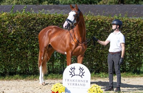 Alle Farben (Hengst) Profil mit allen Infos zum Pferd