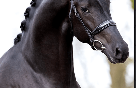 Security profile (Stallion) with 11 videos – *2021