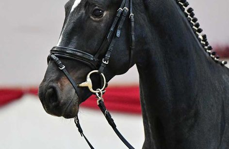 Hengst V. Jameson Rs2 - Diamond Hit (Hengst) Profil mit allen Infos zum ...