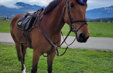 ARDRESS LAD (Wallach) Profil mit allen Infos zum Pferd