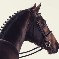 Profil Let's Win TN (hřebec) s 38 videi – *2016