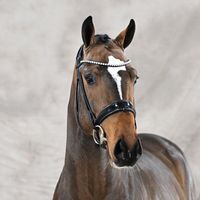 Jasper / Emerald van Het Ruytershof (Hengst) Profil mit allen Infos zum ...