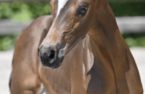 Cidésir Z (Hengst) Pferde Profil