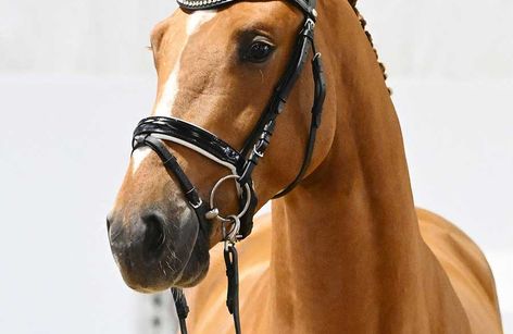 Tobago Z / Mylord Carthago profiel (Hengst) met 14 videos - *2021