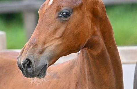 Profil de Uzaro J D (étalon) avec 2 vidéos – *2024