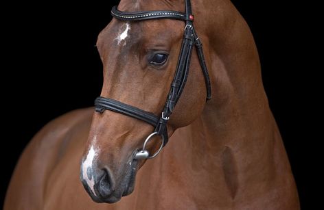 Night Life VDL profile (Stallion) with 129 videos – *2018