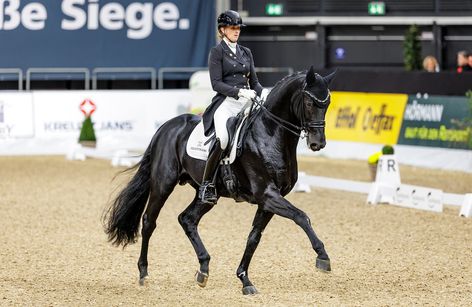 Lord Europe (Hengst) Profil mit allen Infos zum Pferd