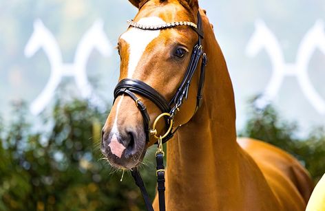 Donier / Sir Donnerhall I Profil (hingst) med 11 videoklipp - *2022