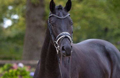 High Impact profile (Stallion) with 10 videos – *2023