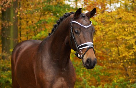 Falko (Wallach) Profil mit allen Infos zum Pferd