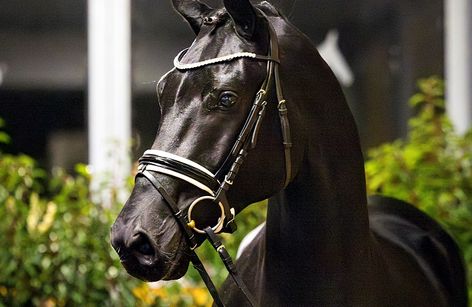 Fürst Zonik Ps / Rascalino profile (Stallion) with 11 videos – *2022