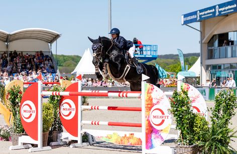 Chad Blue PS (Hengst) Profil mit allen Infos zum Pferd