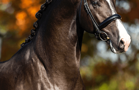Extreme U.S. profile (Stallion) with 34 videos – *2019