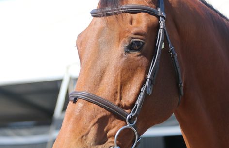 Diamanto JT Z profile (Gelding) with 85 videos – *2012
