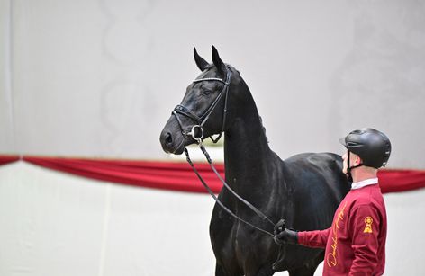 Hengst V. Lord Europe - Sandro Hit profile (Stallion) with 11 videos ...